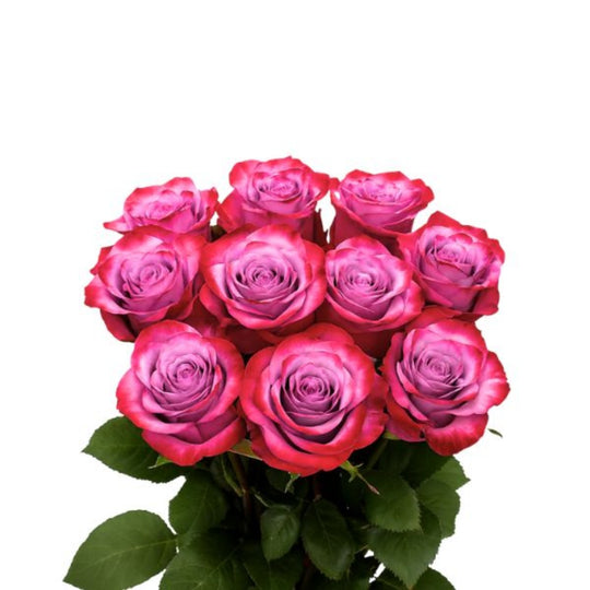 ورد | Roses, Deep Purple, 10 Stems | Sharbatly.Club