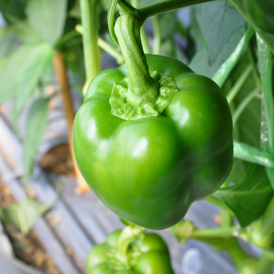 فلفل | Peppers, Capsicum Green, 1 kg Pack | Sharbatly.Club